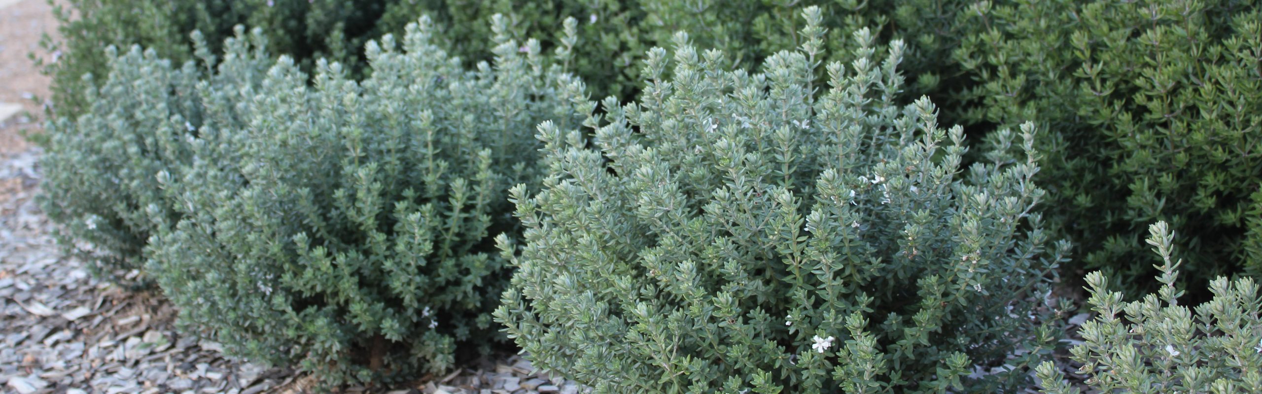 Westringia Grey Box - Gardening Solutionz