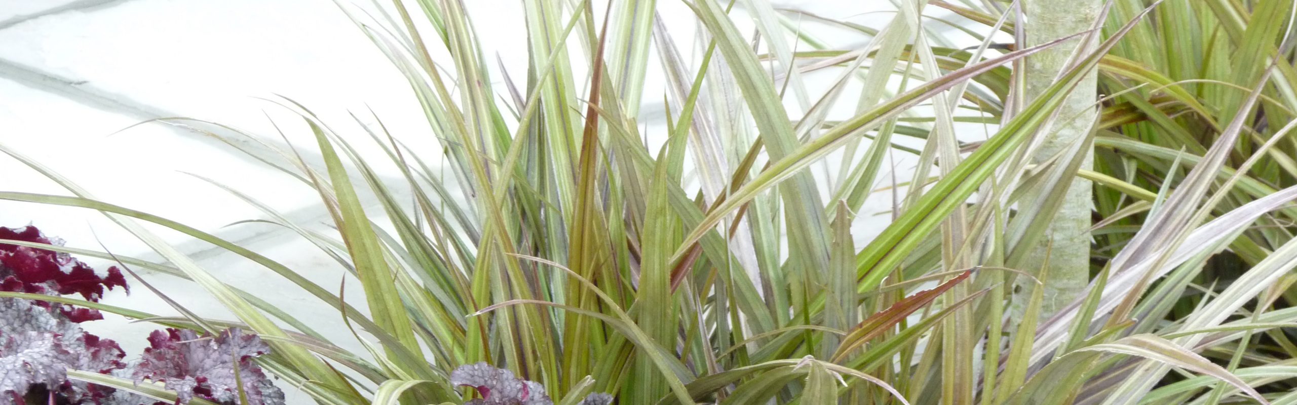 Astelia Westland - Gardening Solutionz