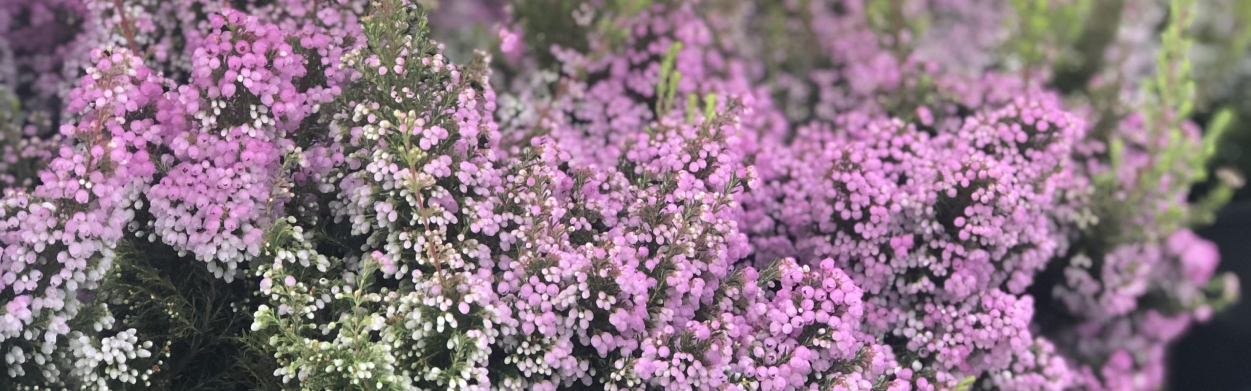 Erica Melanthera Improved - Gardening Solutionz