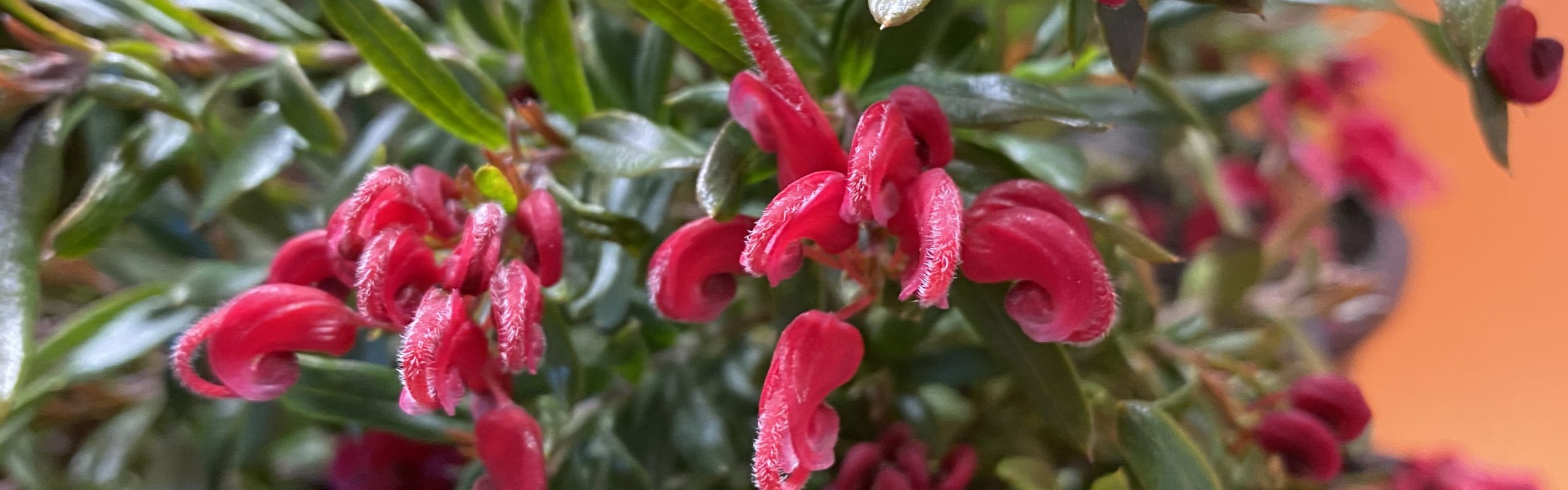 Grevillea Red Clusters - Gardening Solutionz