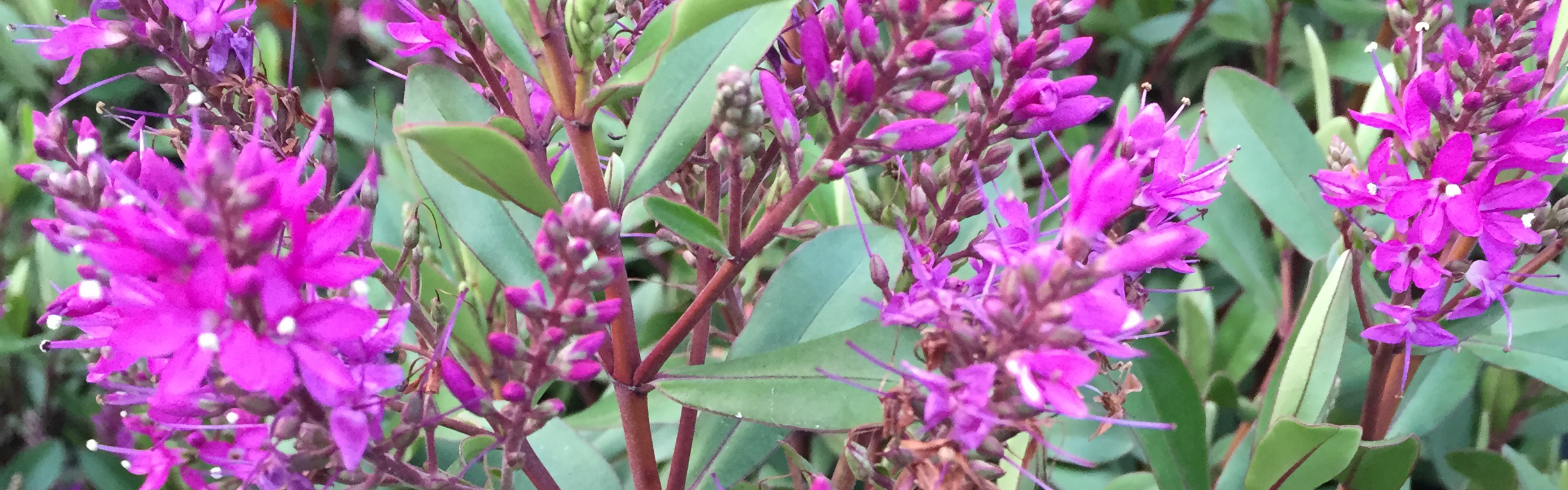 Hebe Wiri Charm - Gardening Solutionz