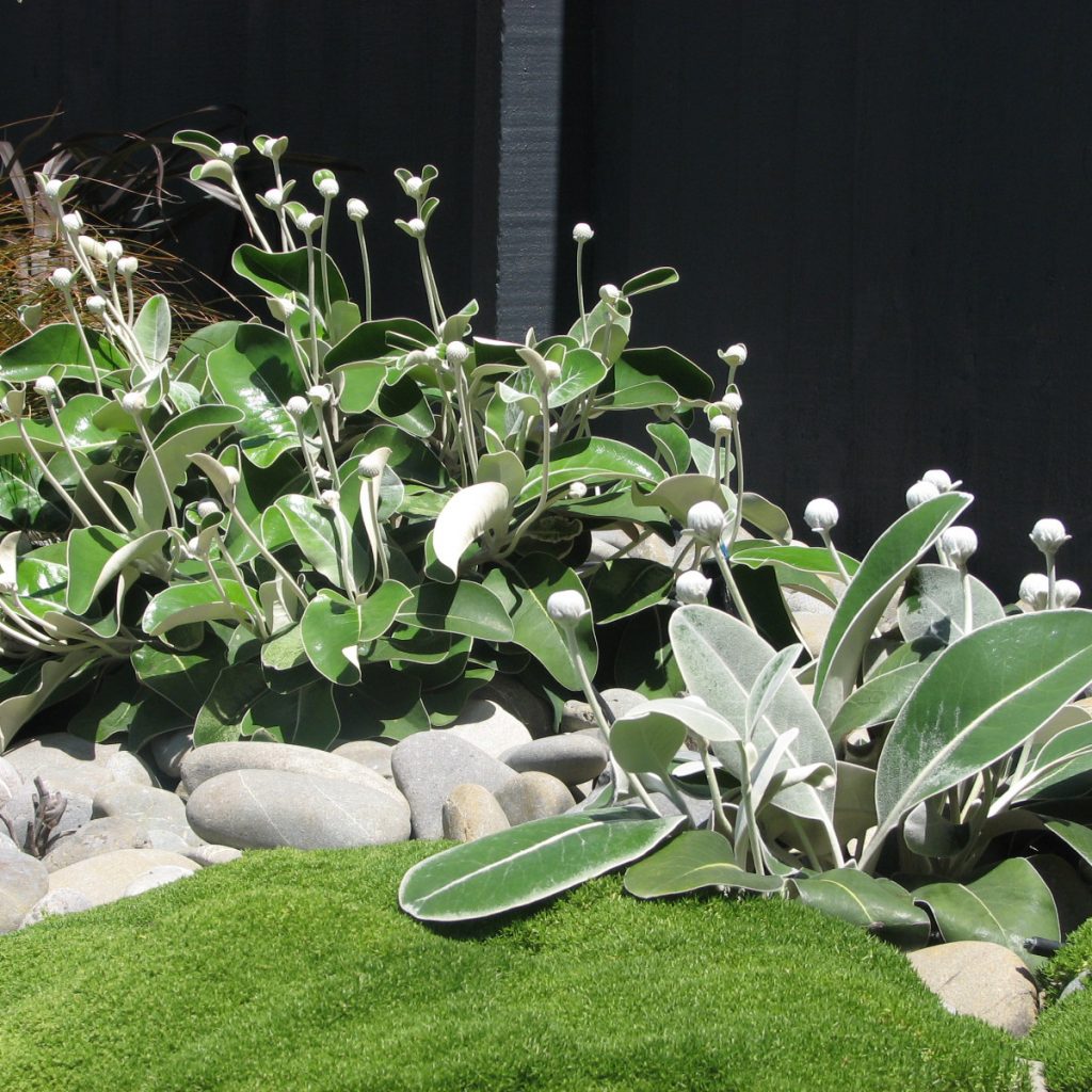 Image Gallery - Gardening Solutionz