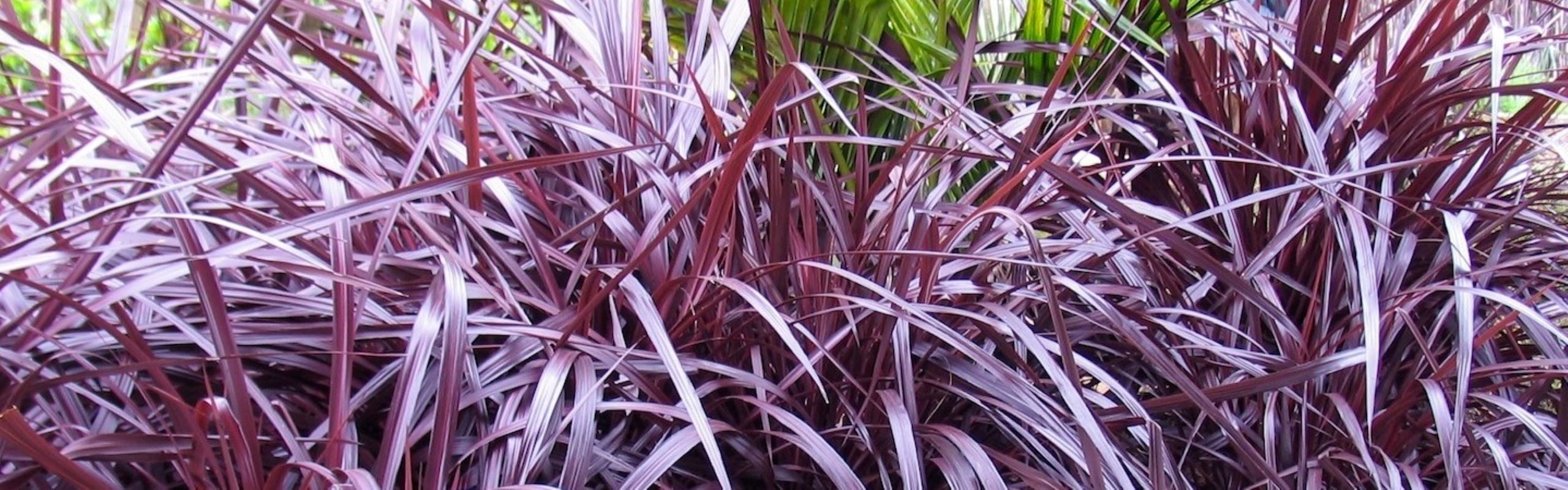 Fountain Cordylines - Gardening Solutionz