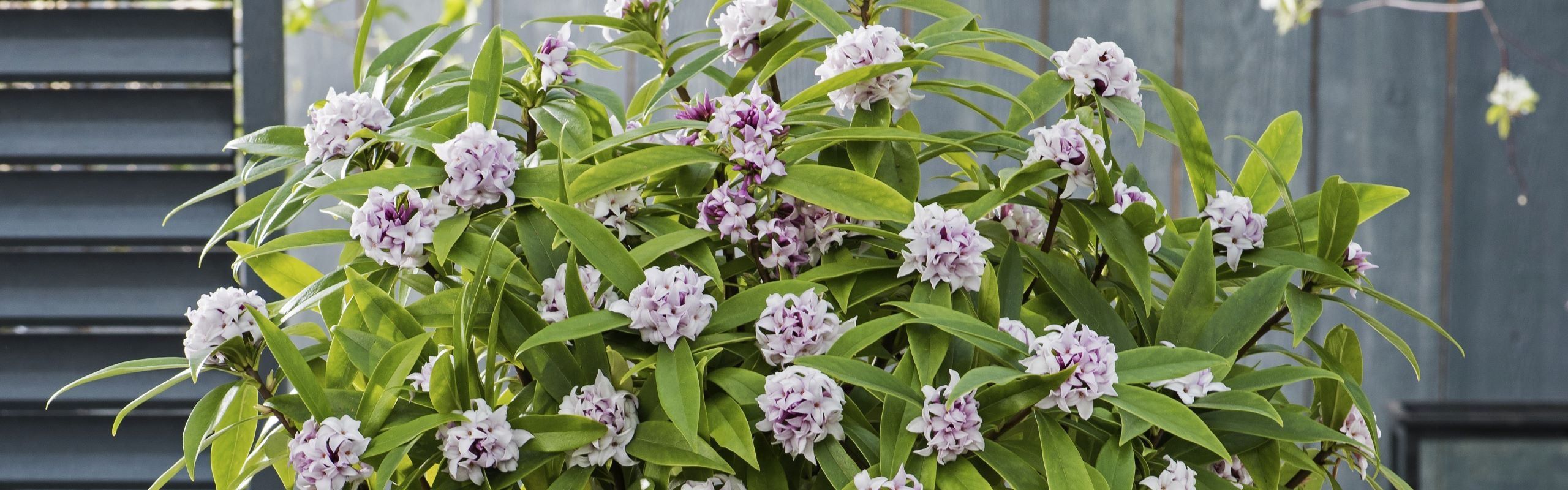 Daphne Perfume Princess - Gardening Solutionz