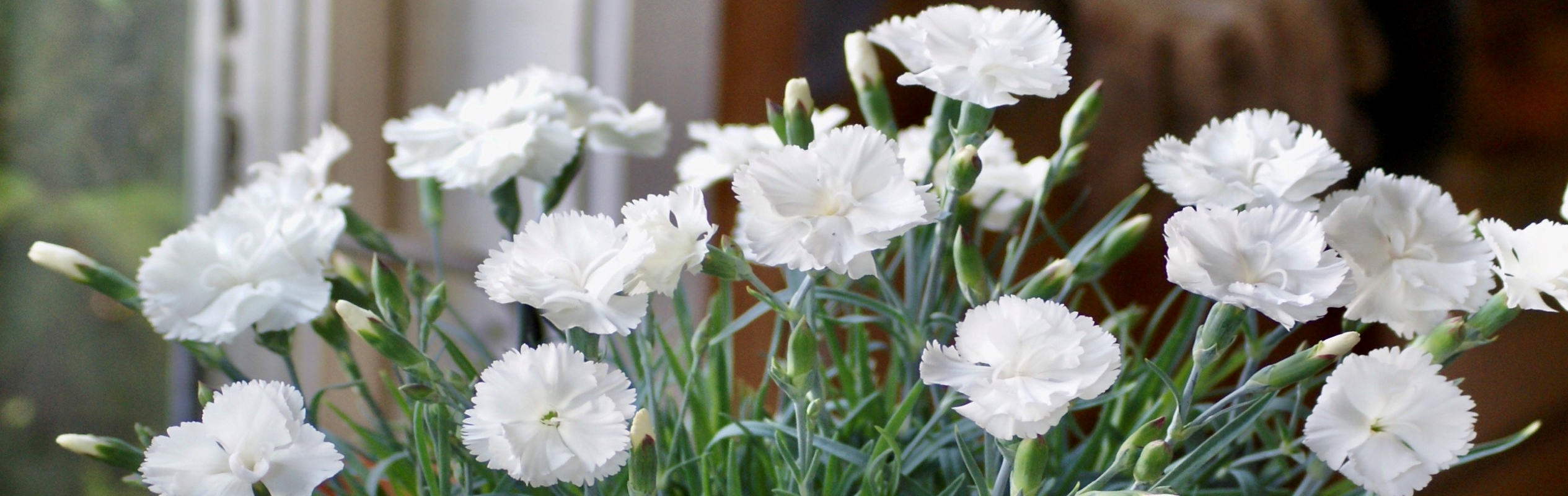 Dianthus Angel of Purity - Gardening Solutionz