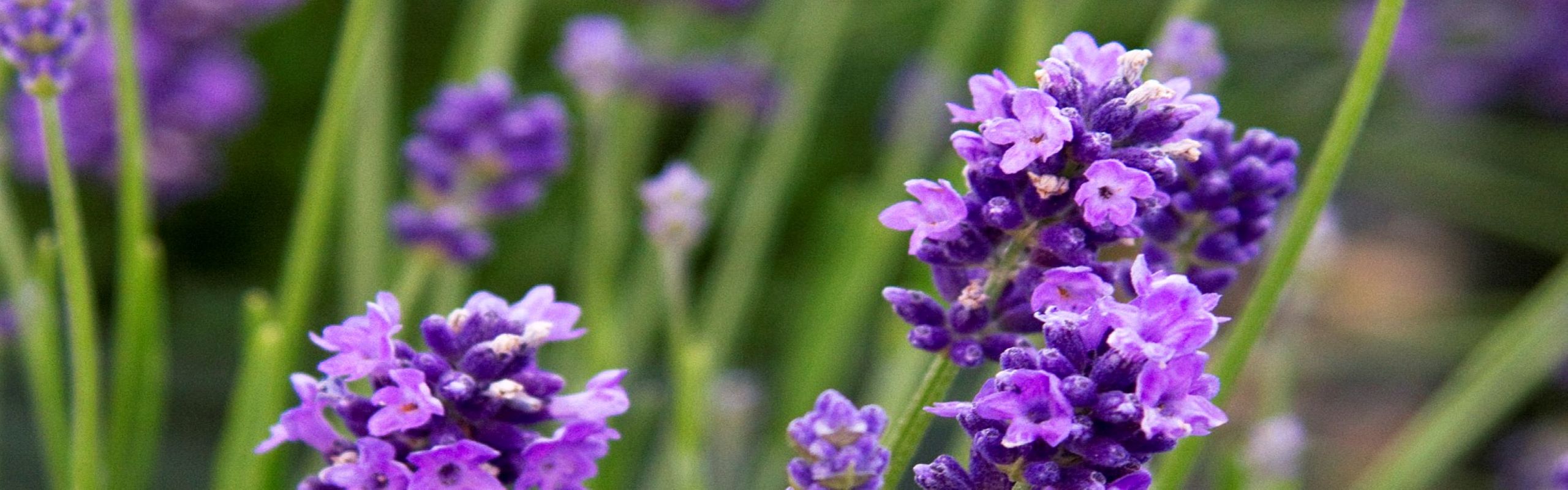 Lavender Thumbelina Leigh - Gardening Solutionz