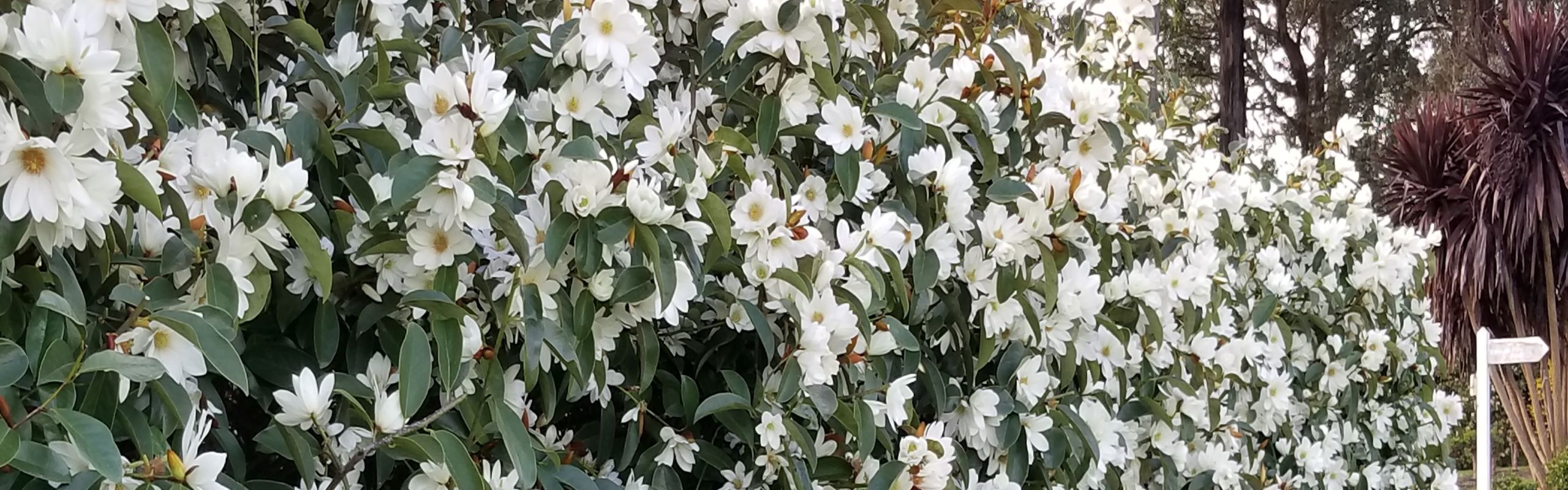 Fairy Magnolias - Gardening Solutionz