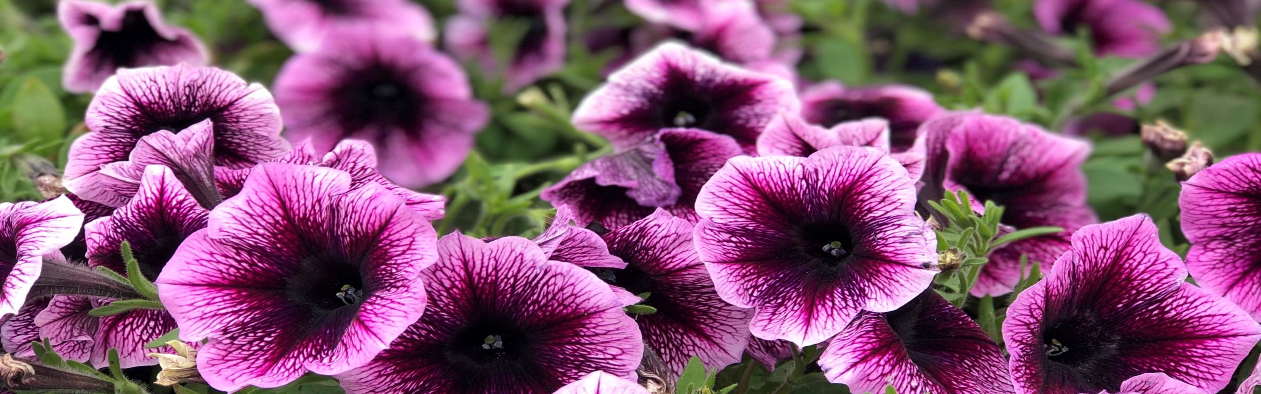 Perfectunia Curacao - Gardening Solutionz