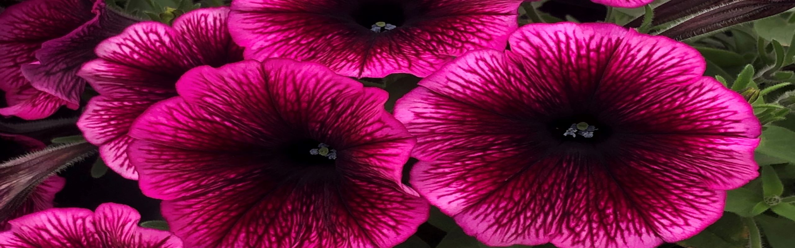 Perfectunia Seville - Gardening Solutionz