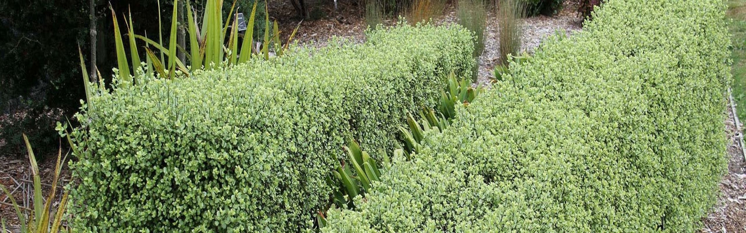 Pittosporum Wrinkle Blue - Gardening Solutionz