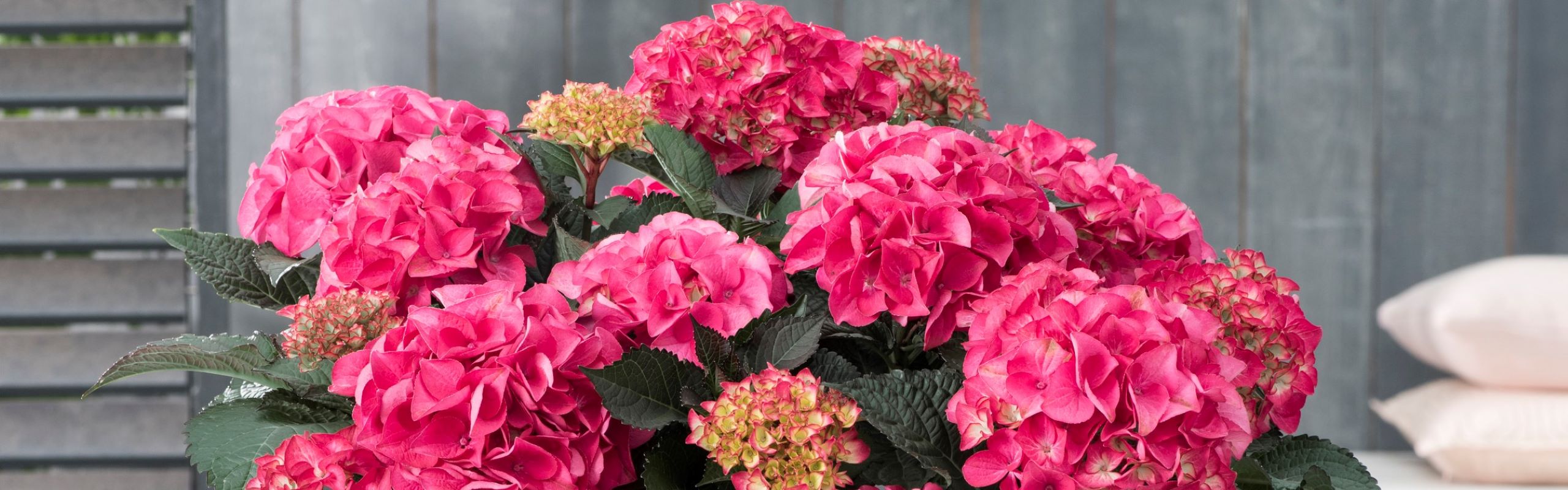 Tuxedo Hydrangeas - Gardening Solutionz