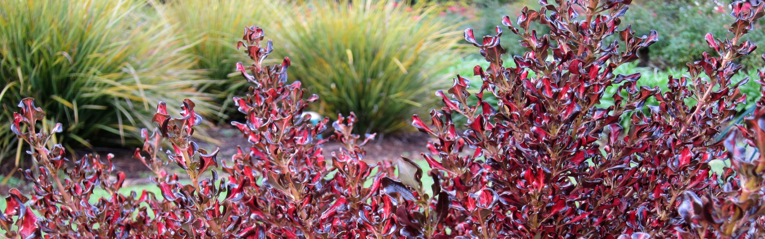 Pacific Coprosma - Gardening Solutionz