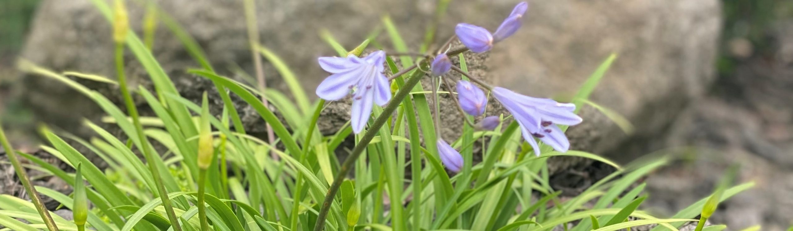 Agapanthus Streamline - Gardening Solutionz