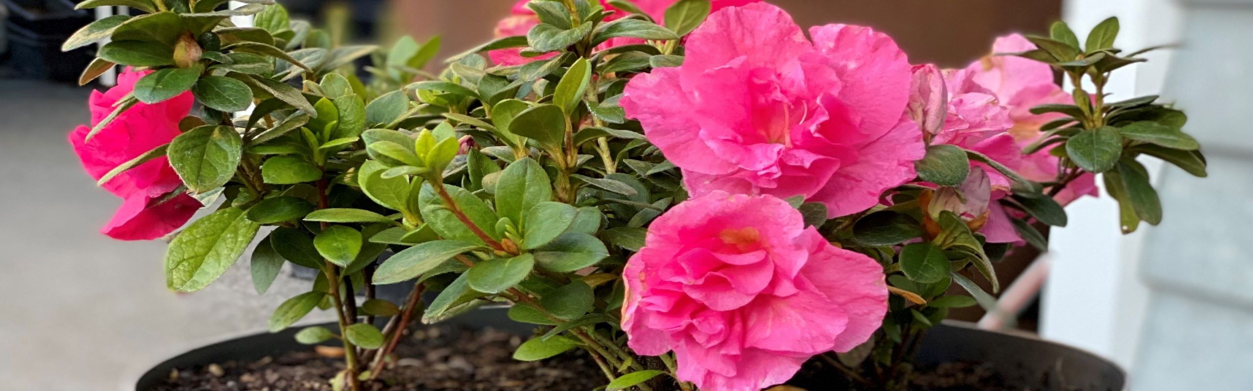 Azalea Charlie - Gardening Solutionz Azalea Charlie - Gardening Solutionz