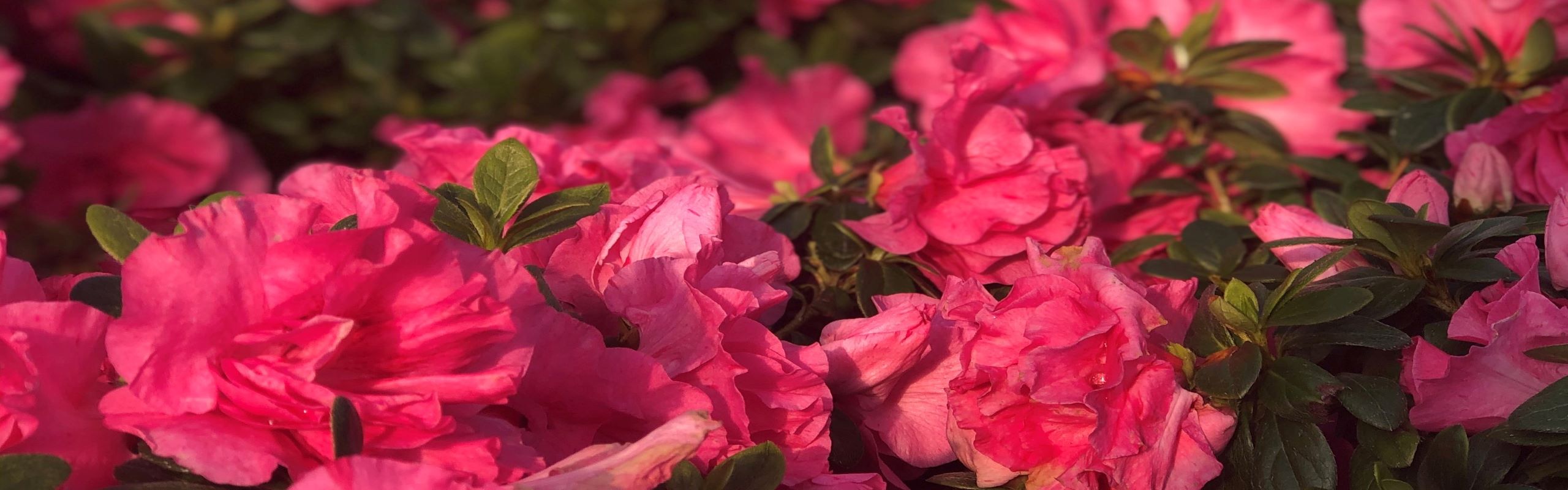 Azalea Luci - Gardening Solutionz