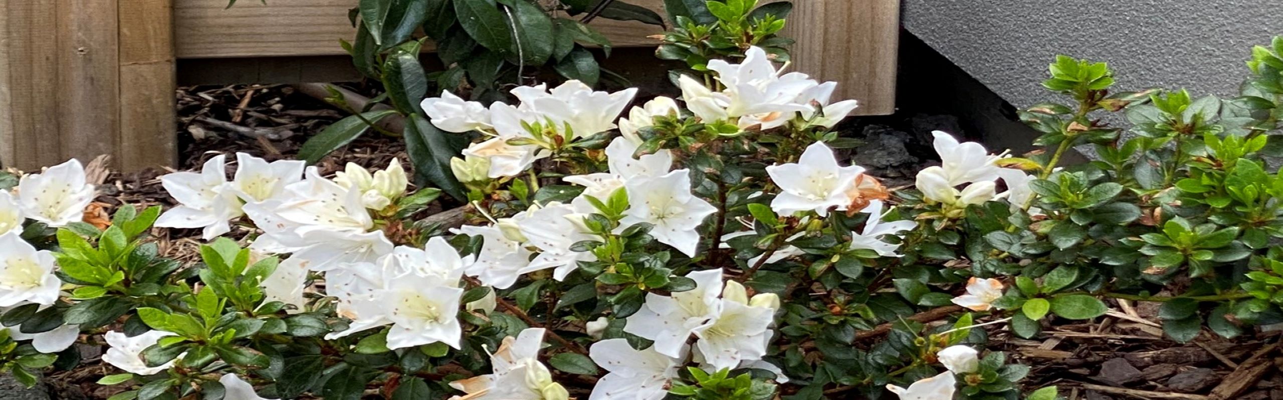 Azalea Mrs Kint White - Gardening Solutionz