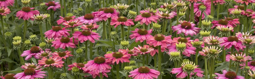 Echinacea Evolution Colorific - Gardening Solutionz