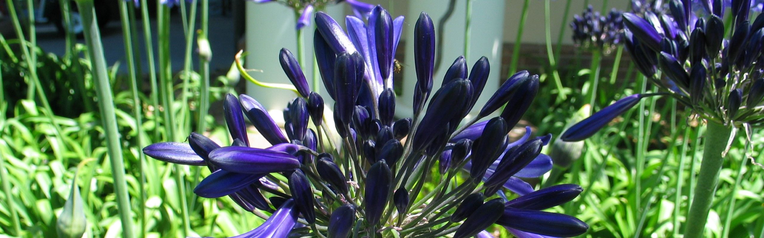 Agapanthus Black Pantha - Gardening Solutionz