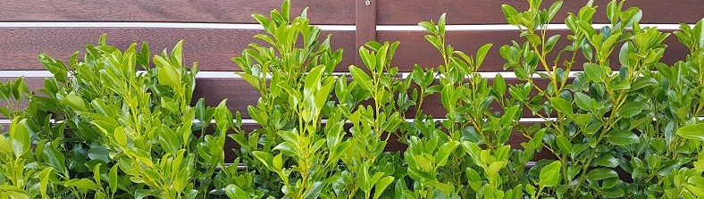 Griselinia Gecko Green - Gardening Solutionz