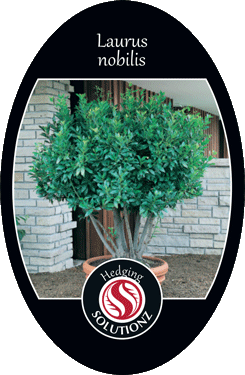 Laurus nobilis - Gardening Solutionz