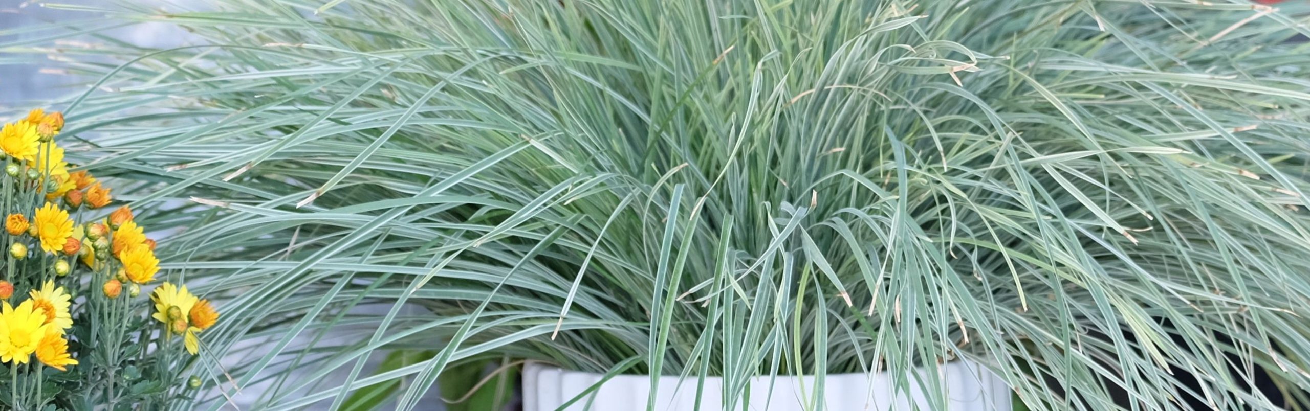 Lomandra Arctic Frost - Gardening Solutionz