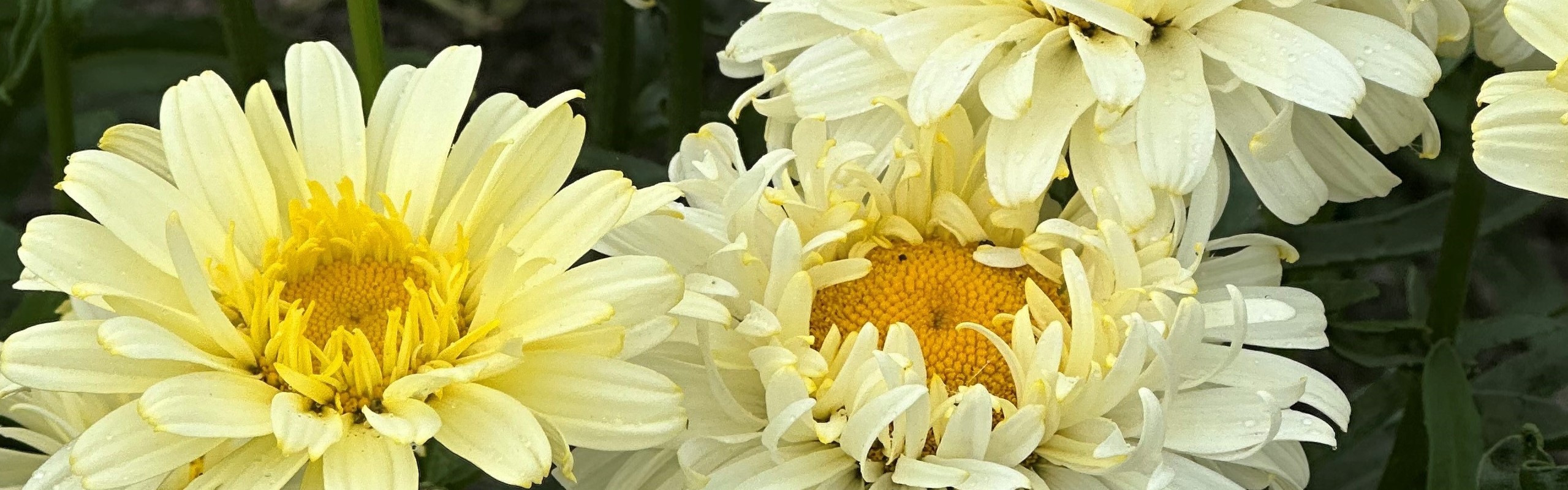 Leucanthemum Real Charmer - Gardening Solutionz