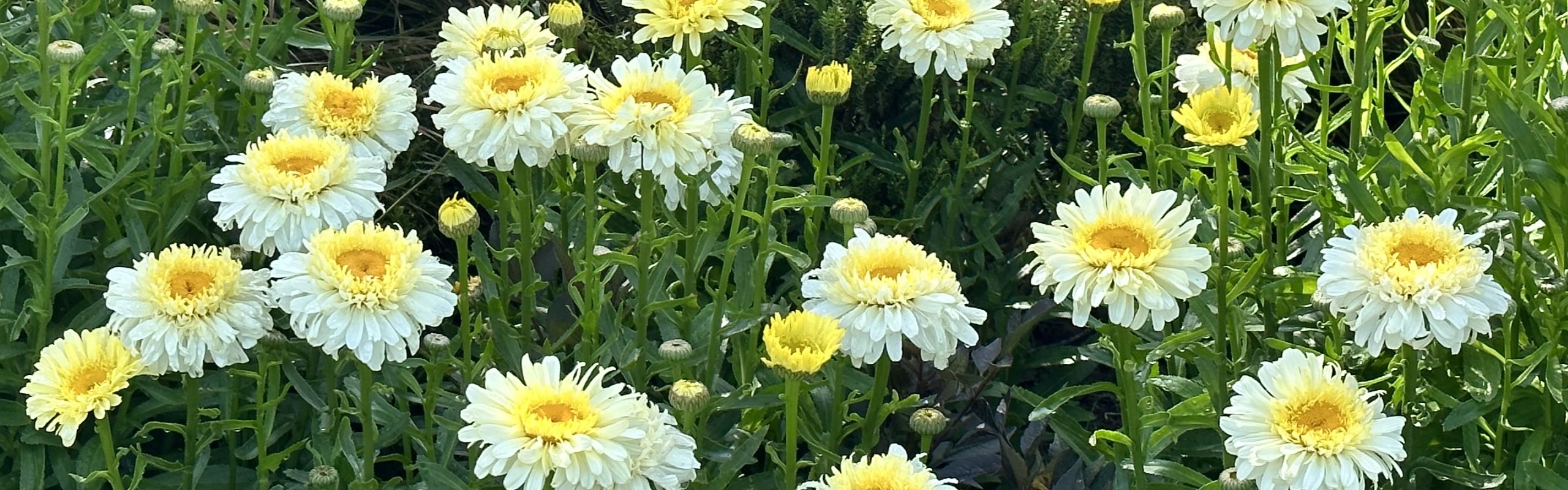 Leucanthemum Real Snowball - Gardening Solutionz
