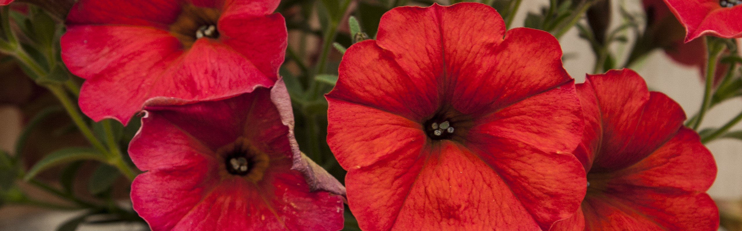 BeautiCal Red Maple - Gardening Solutionz