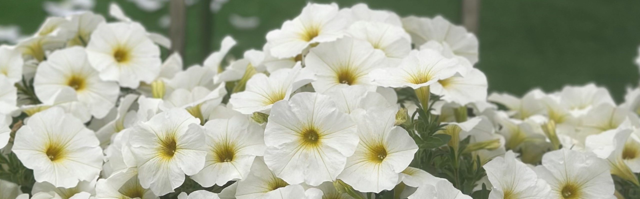 BeautiCal Pearl White - Gardening Solutionz