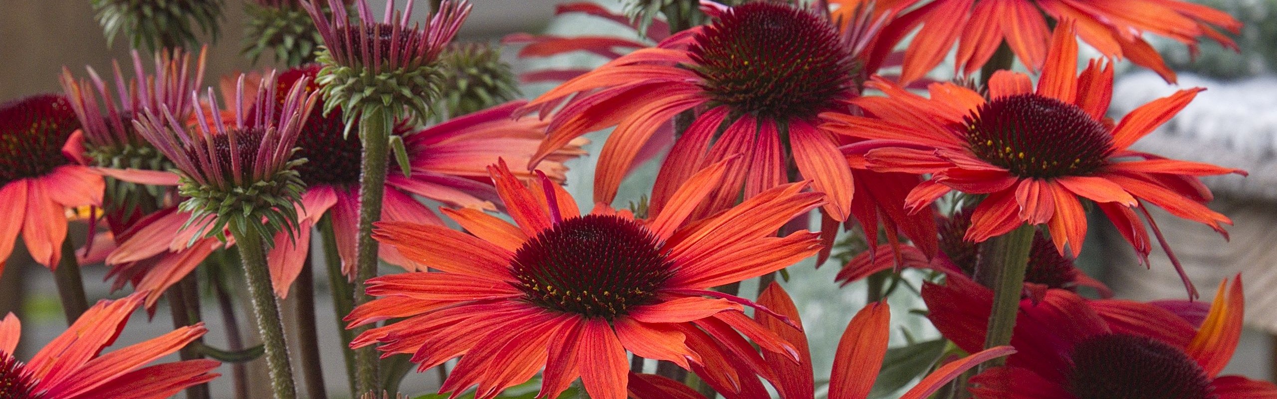 Echinacea SunMagic Vintage Orange - Gardening Solutionz