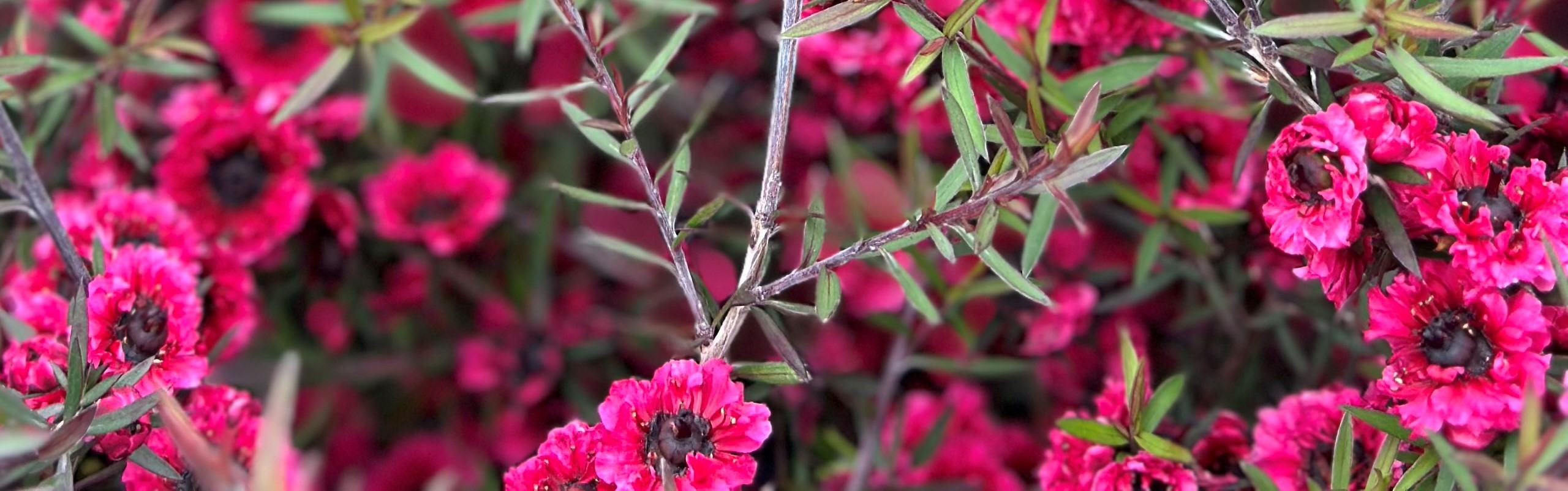 Leptospermum Burgundy Queen - Gardening Solutionz
