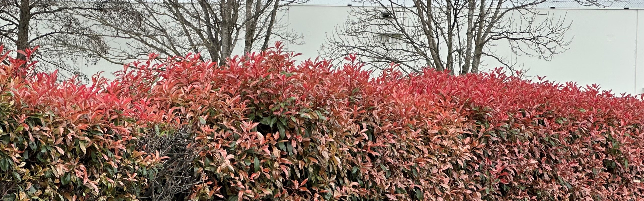 Photinia Red Robin - Gardening Solutionz