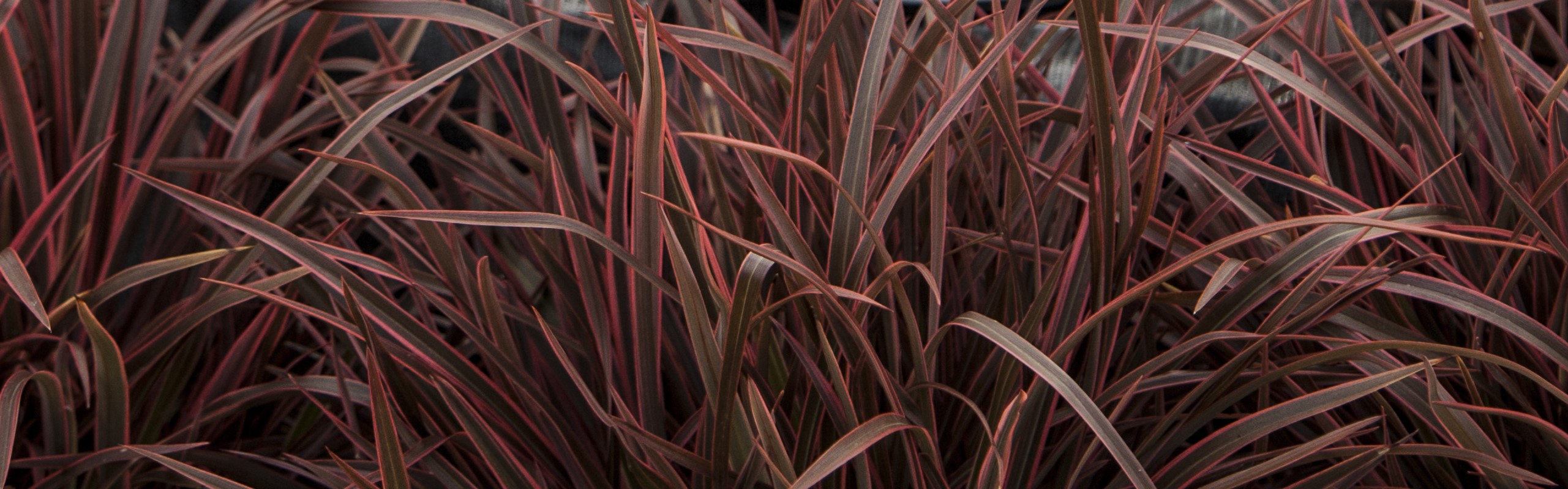 Phormium Pink Mist - Gardening Solutionz