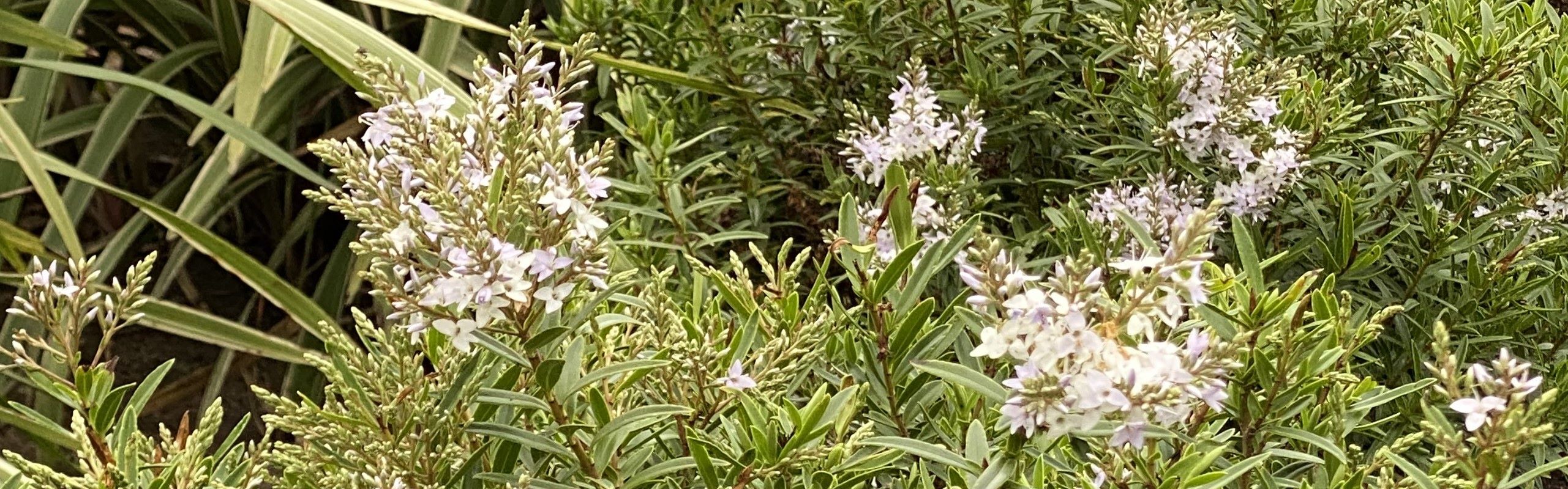 Hebe Otari Delight - Gardening Solutionz