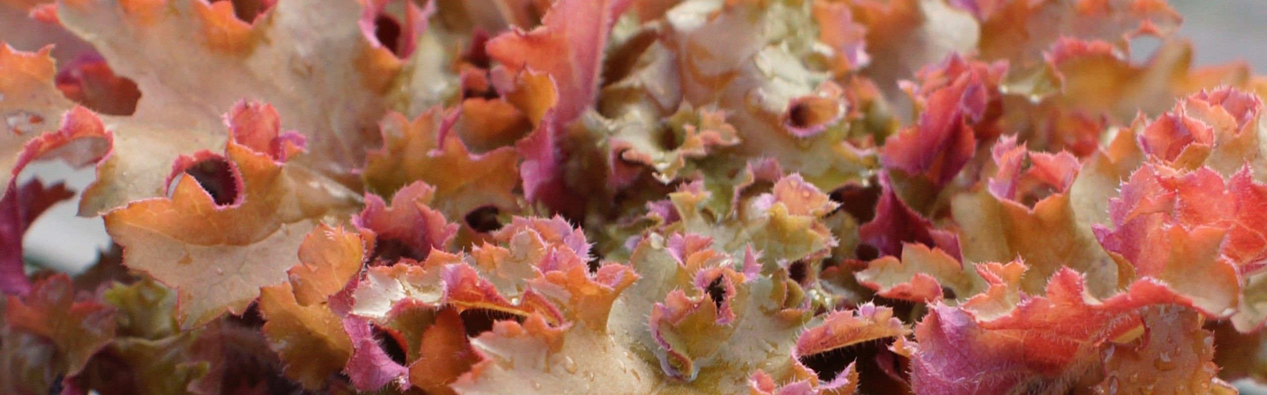 Heuchera Orangeberry - Gardening Solutionz