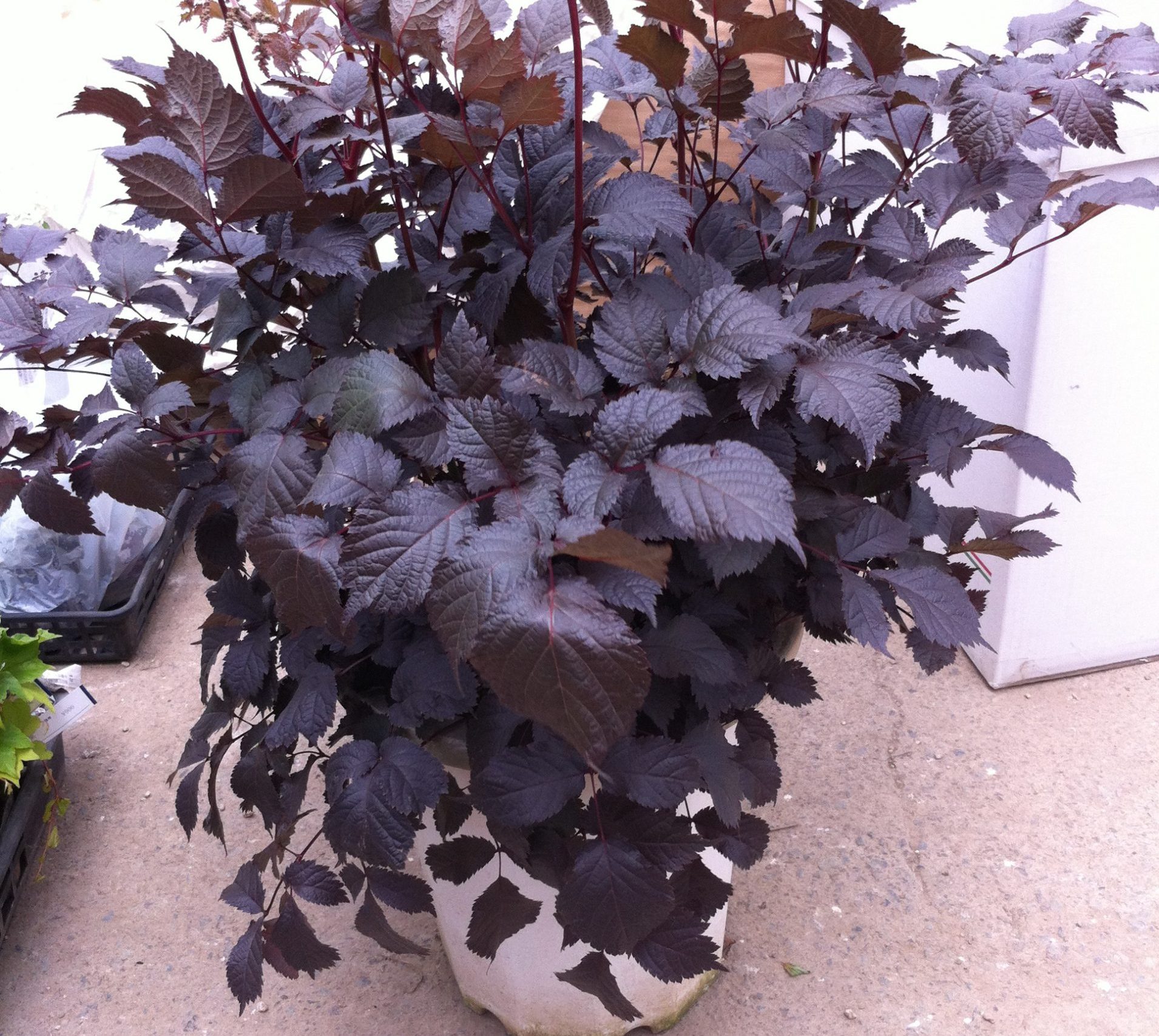 Astilbe Chocolate Shogun - Gardening Solutionz