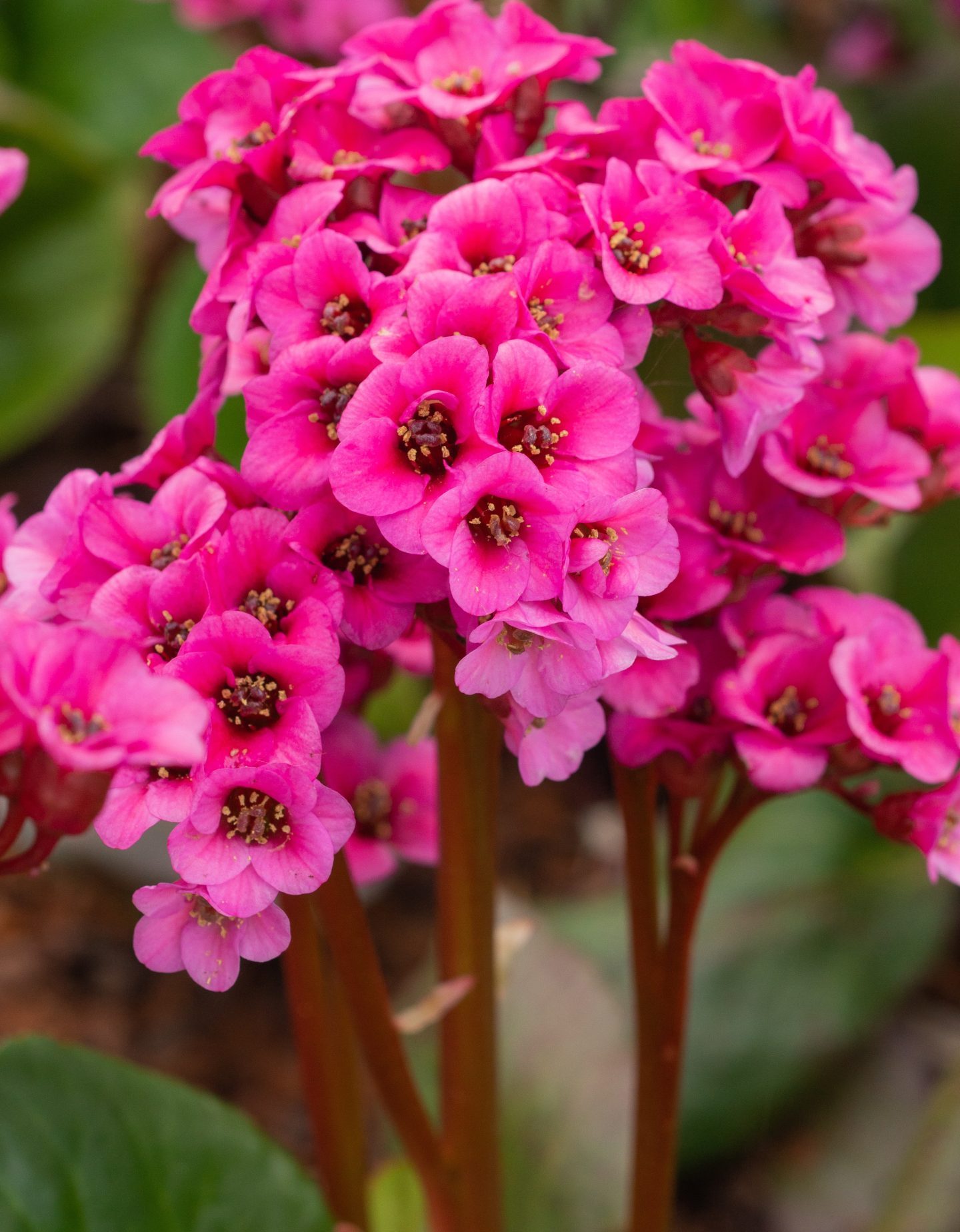 Bergenia Bressingham Ruby - Gardening Solutionz
