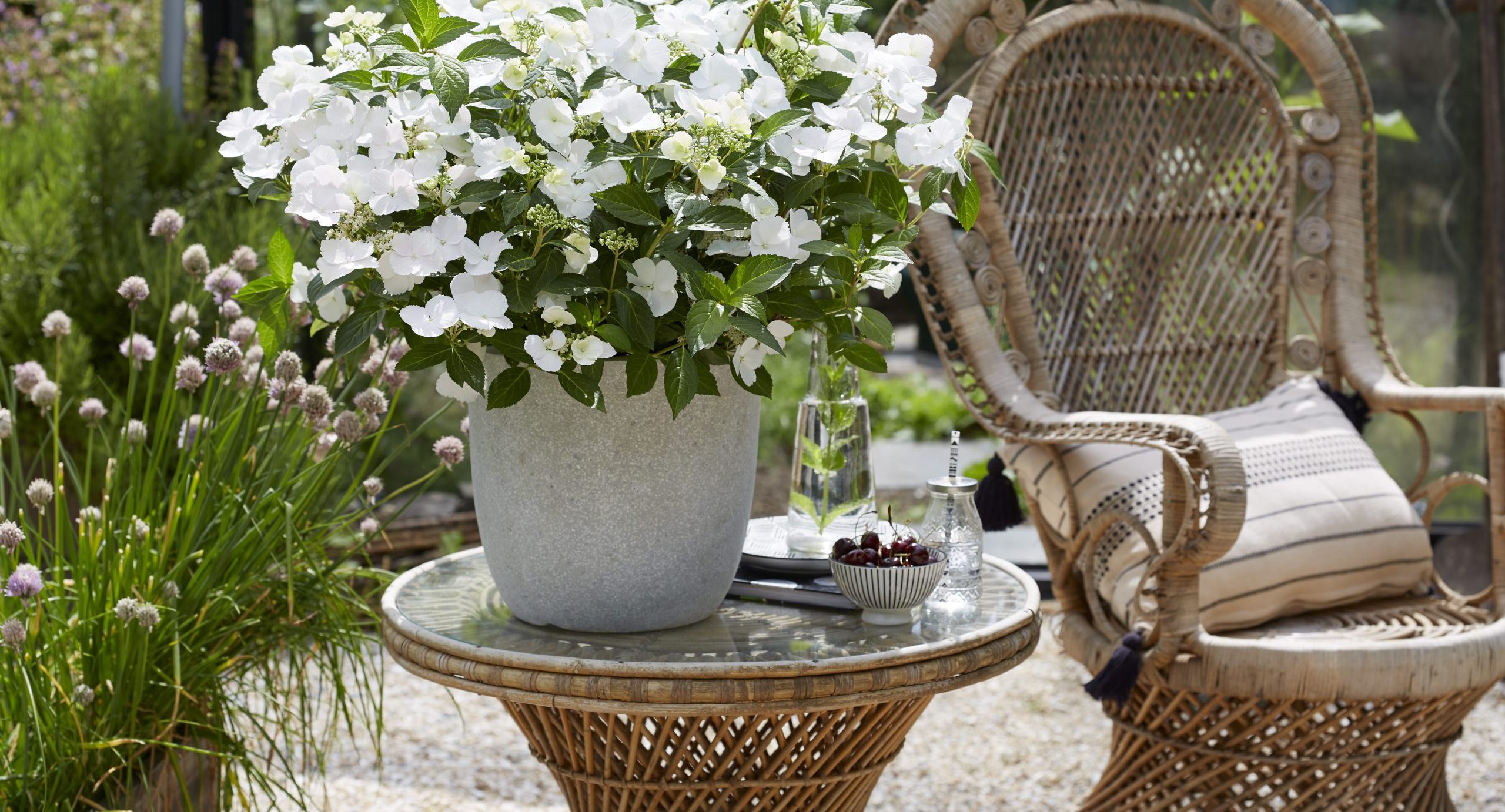 Runaway Bride® Hydrangea - Gardening Solutionz